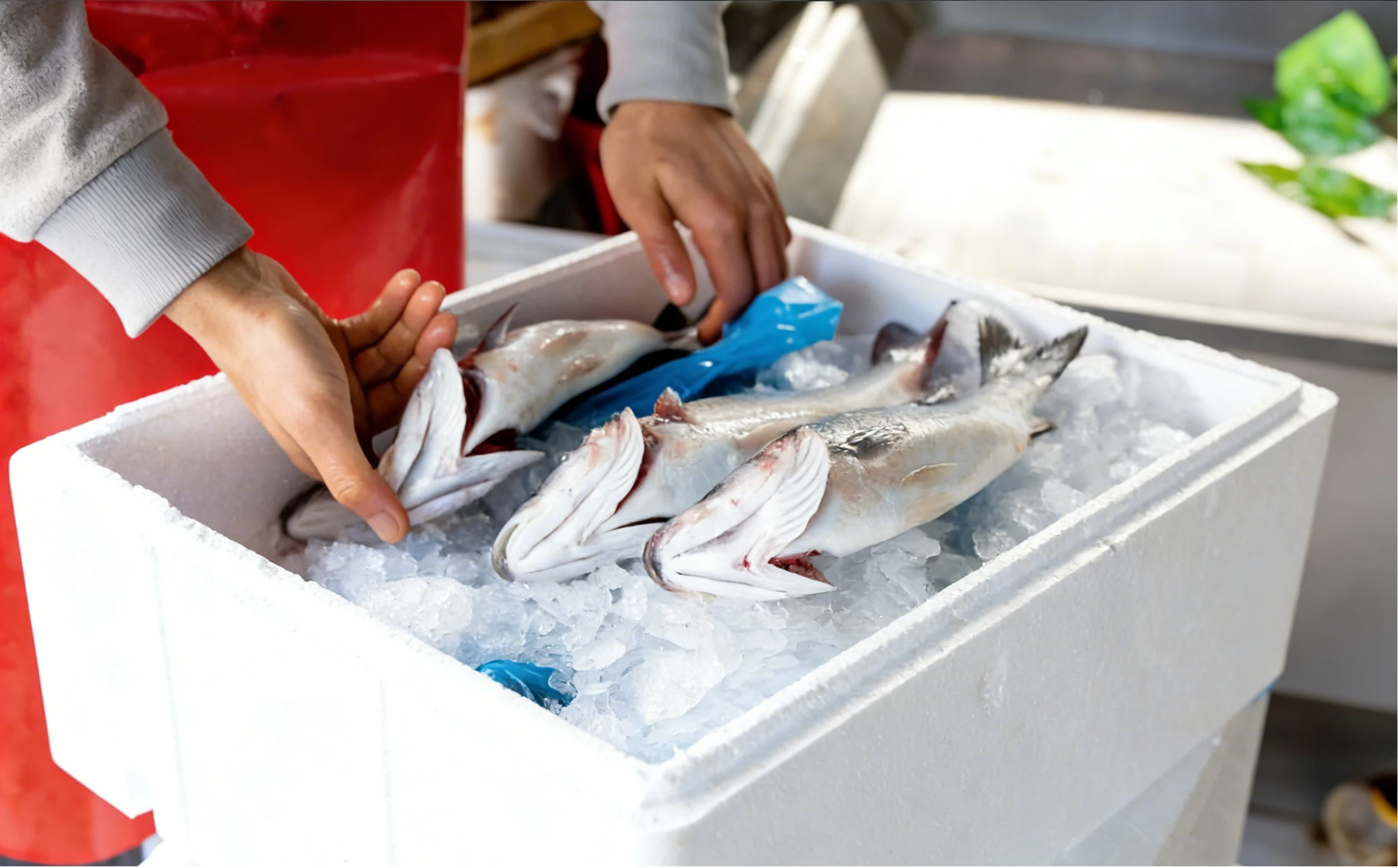 Innovative Applications of Graphite EPS in Cold Chain Logistics ...